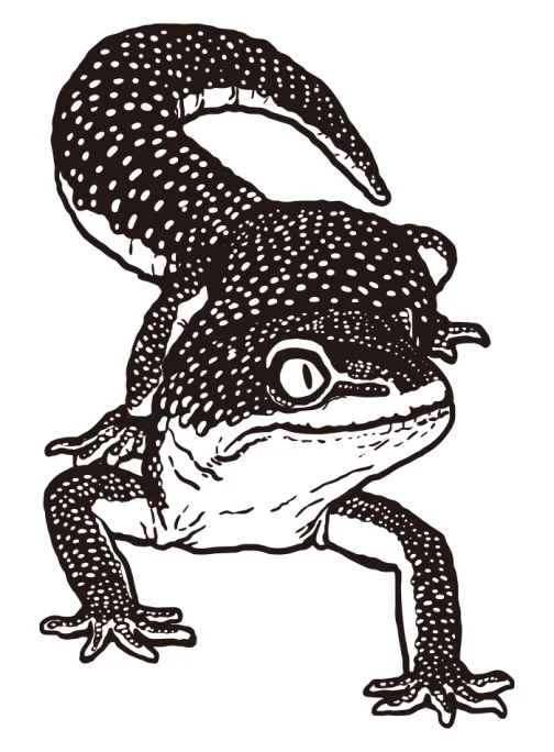 Leopard gecko / Drawing | ai illustrator file | US$5.00 each | Ai & PNG ...