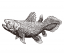 Coelacanth / Drawing | ai illustrator file | US$5.00 each | Ai & PNG File