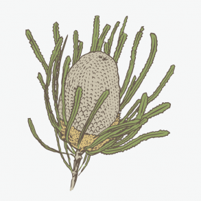 Banksia / Drawing | ai illustrator file | US$5.00 each | Ai & PNG File
