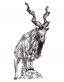 Markhor 01 / Drawing | ai illustrator file | US$5.00 each | Ai & PNG File