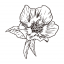 Christmas rose / flower drawing 02 | ai illustrator file | US$5.00 each ...